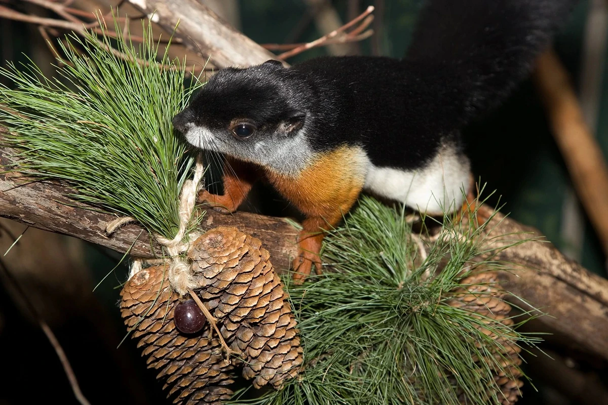 Prevost's squirrel | Odd Squad Animal Movie Wiki | Fandom