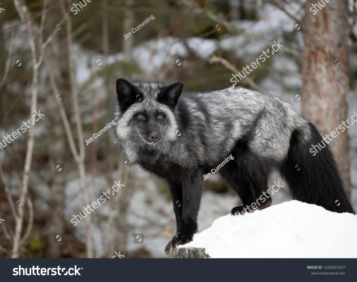 Silver fox | Odd Squad Animal Movie Wiki | Fandom