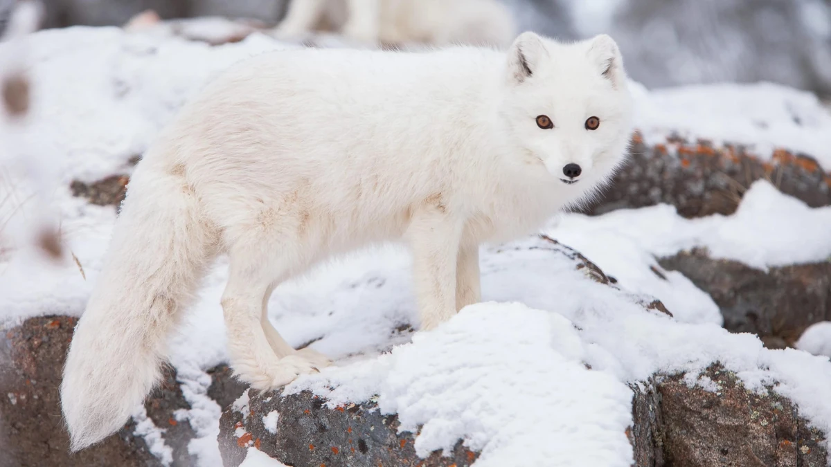 Arctic fox | Odd Squad Animal Movie Wiki | Fandom