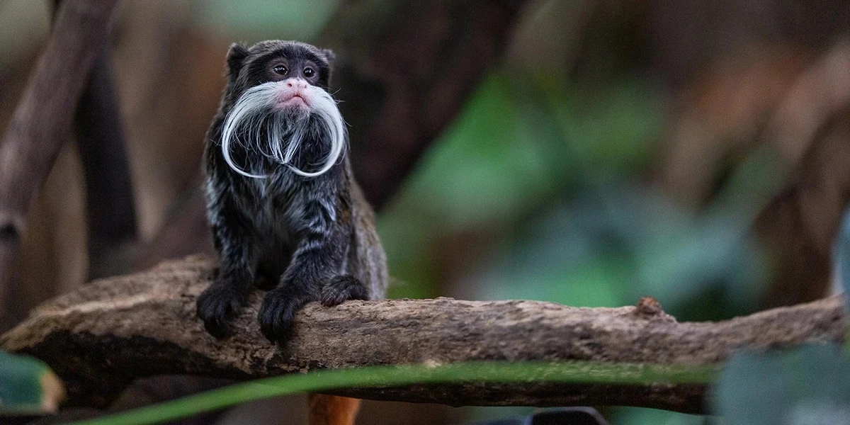 Tamarin | Odd Squad Animal Movie Wiki | Fandom