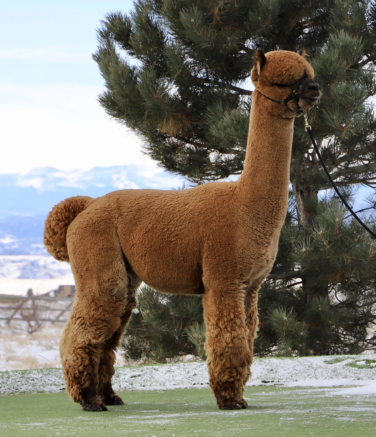 Alpaca | Odd Squad Animal Movie Wiki | Fandom