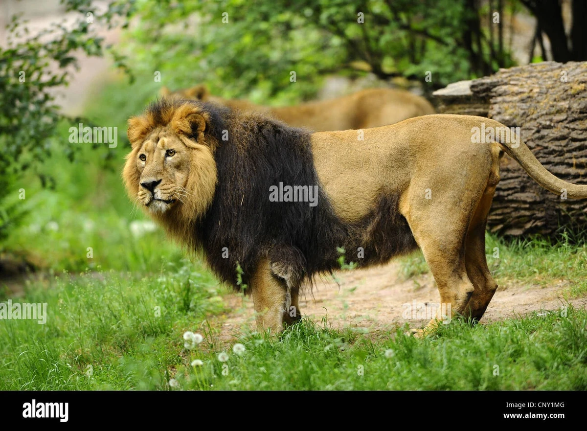 Asiatic lion | Odd Squad Animal Movie Wiki | Fandom