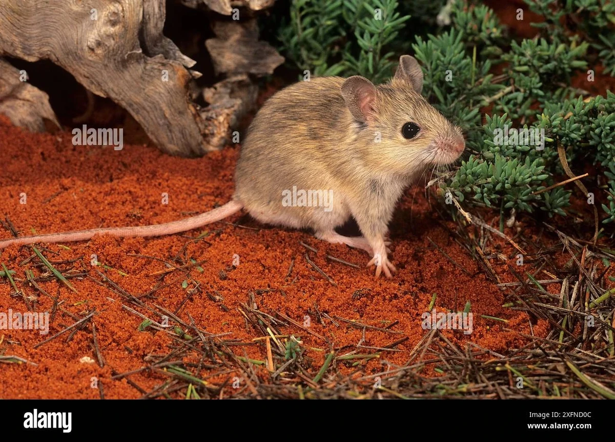 Shark Bay mouse | Odd Squad Animal Movie Wiki | Fandom