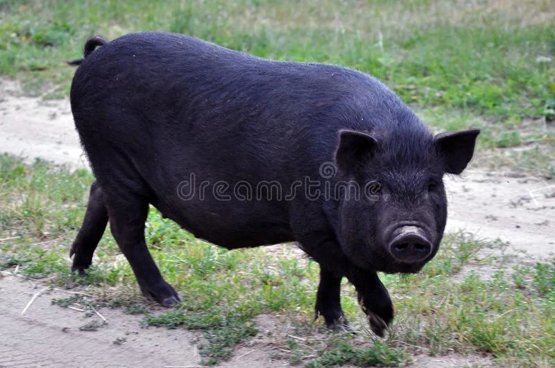 Mixed breed pig | Odd Squad Animal Movie Wiki | Fandom