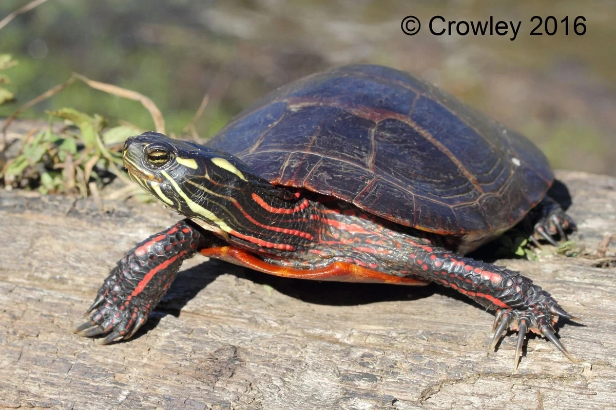 Painted turtle | Odd Squad Animal Movie Wiki | Fandom