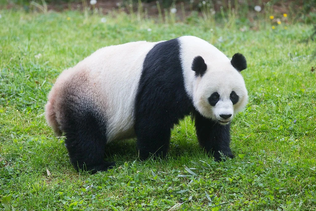 Panda | Odd Squad Animal Movie Wiki | Fandom