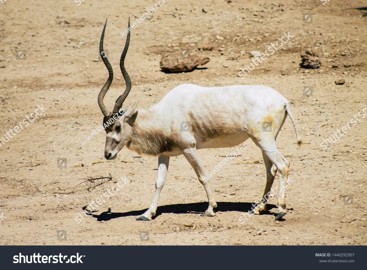 Addax | Odd Squad Animal Movie Wiki | Fandom