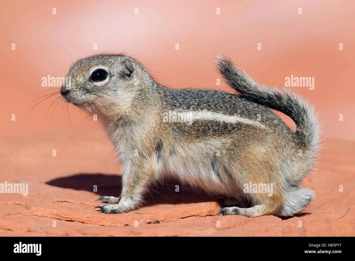 Antelope squirrel | Odd Squad Animal Movie Wiki | Fandom