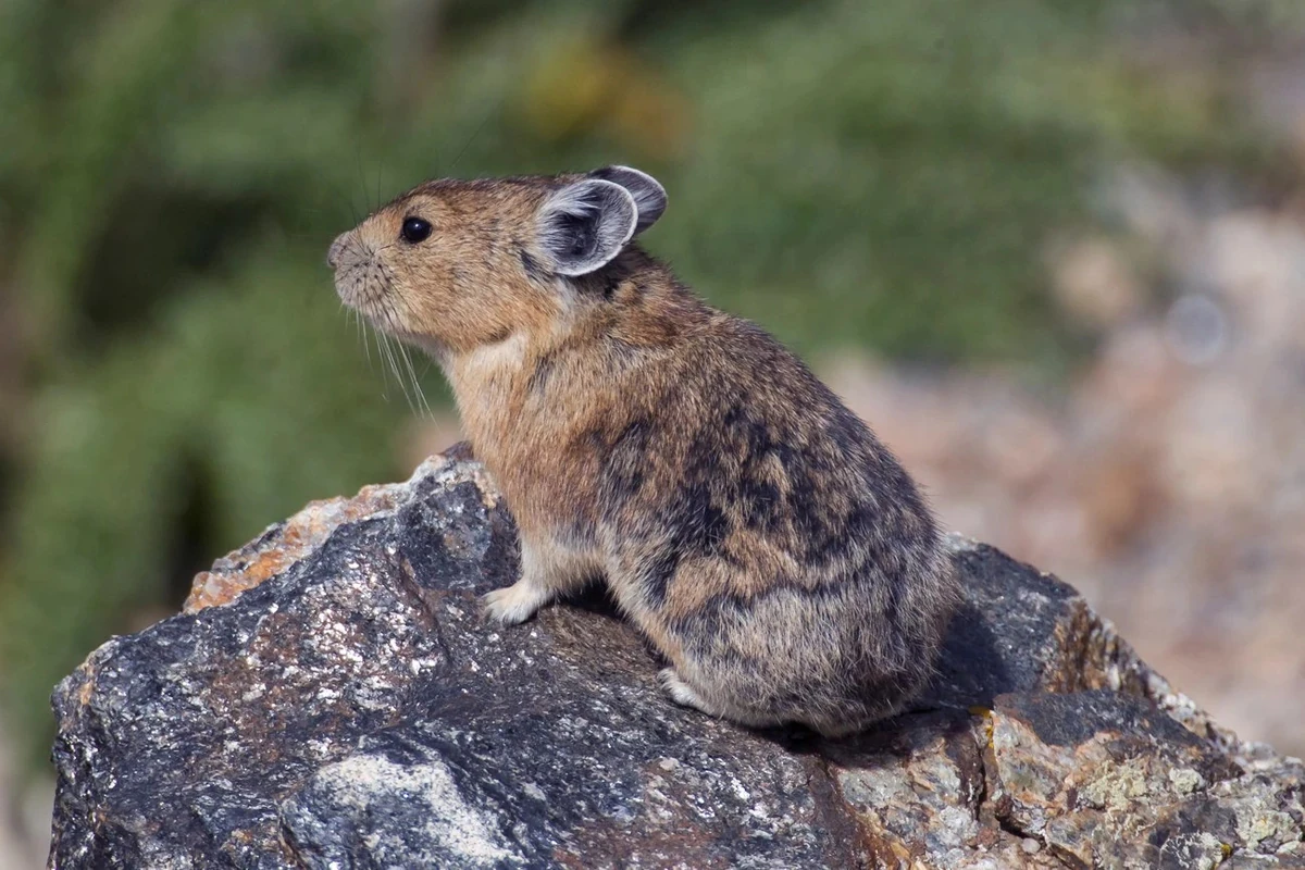 Pika | Odd Squad Animal Movie Wiki | Fandom