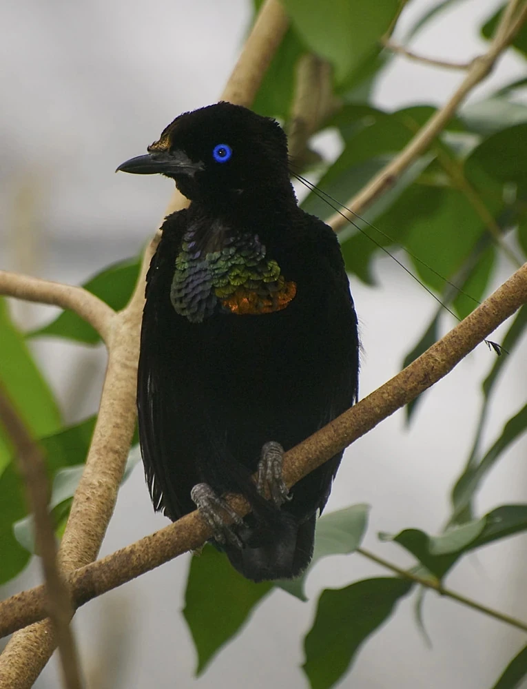 Parotia | Odd Squad Animal Movie Wiki | Fandom