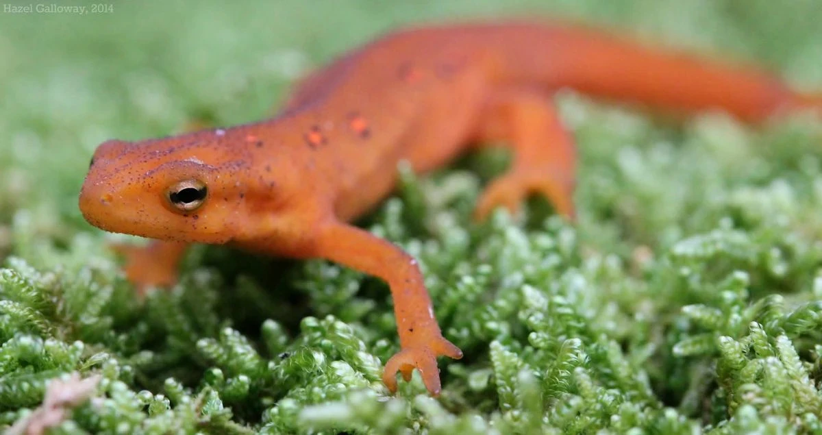 Newt | Odd Squad Animal Movie Wiki | Fandom