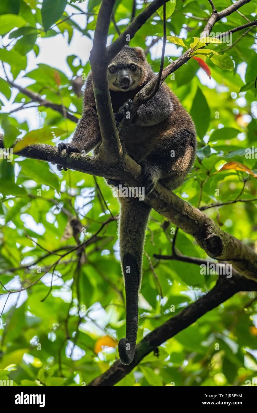 Cuscus | Odd Squad Animal Movie Wiki | Fandom