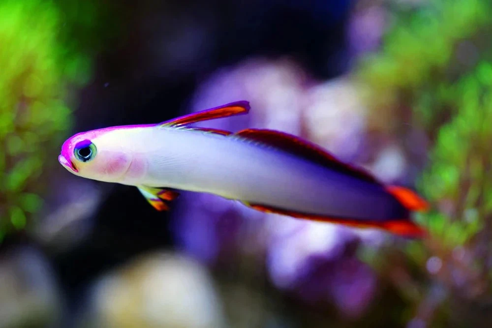 Firefish | Odd Squad Animal Movie Wiki | Fandom