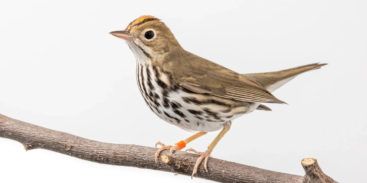 Ovenbird | Odd Squad Animal Movie Wiki | Fandom