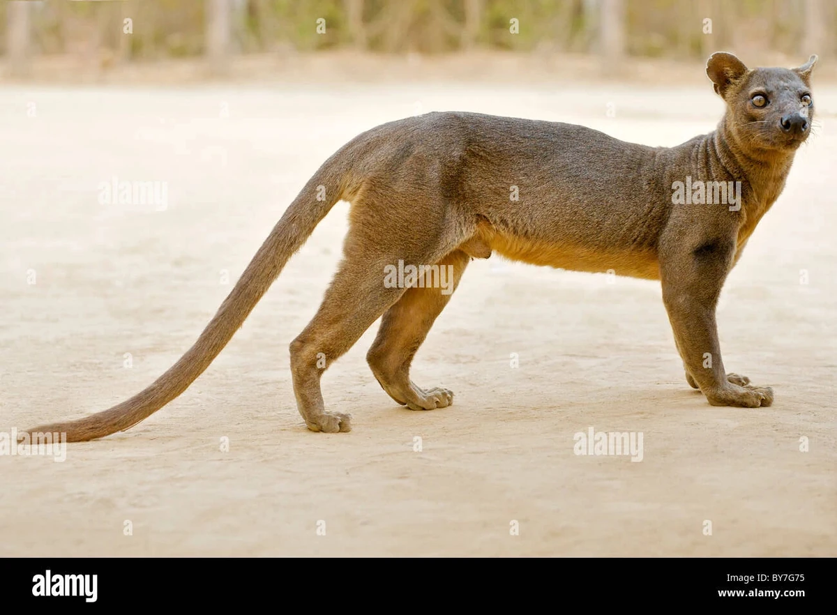 Fossa | Odd Squad Animal Movie Wiki | Fandom