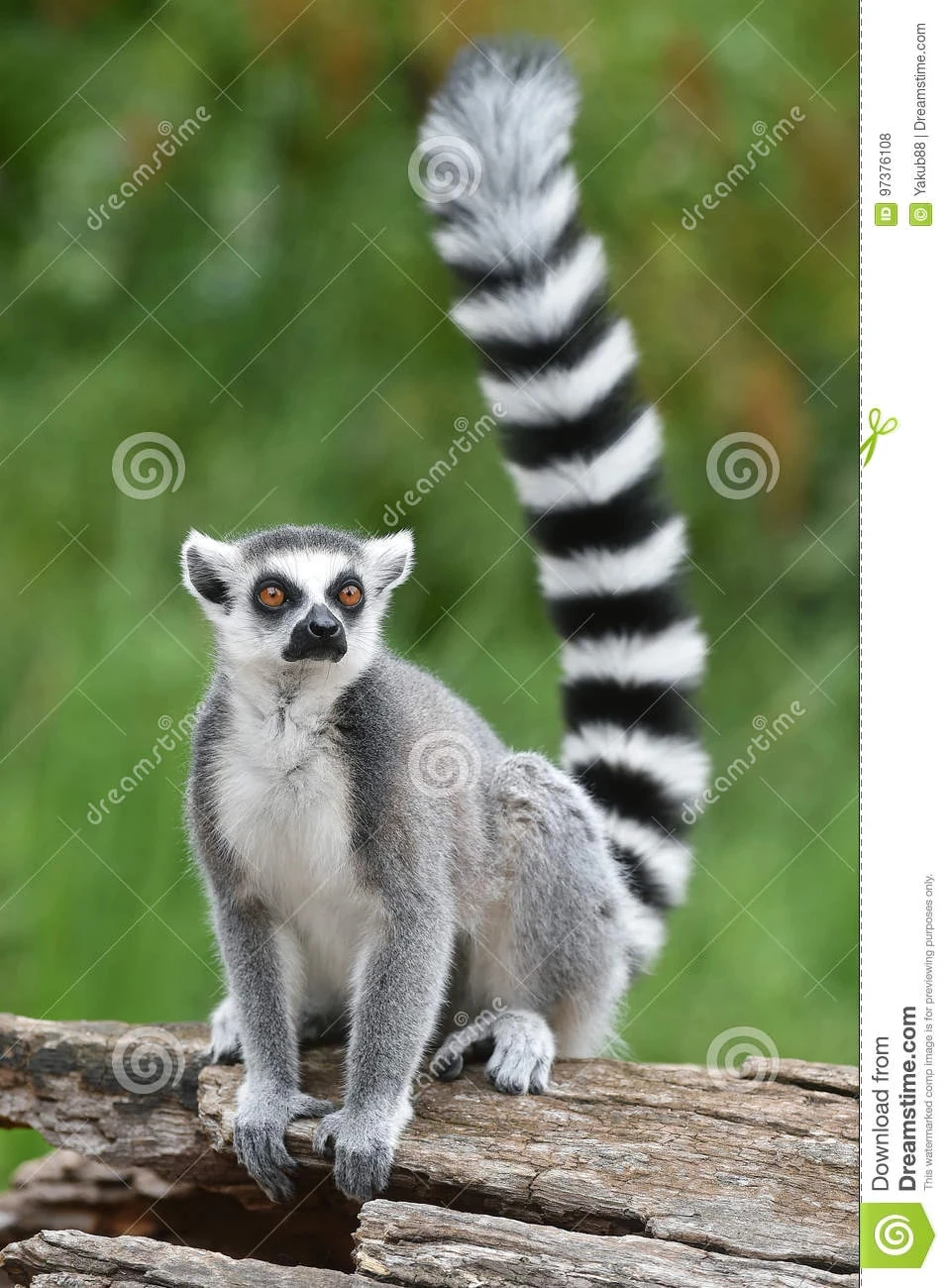 Lemur | Odd Squad Animal Movie Wiki | Fandom
