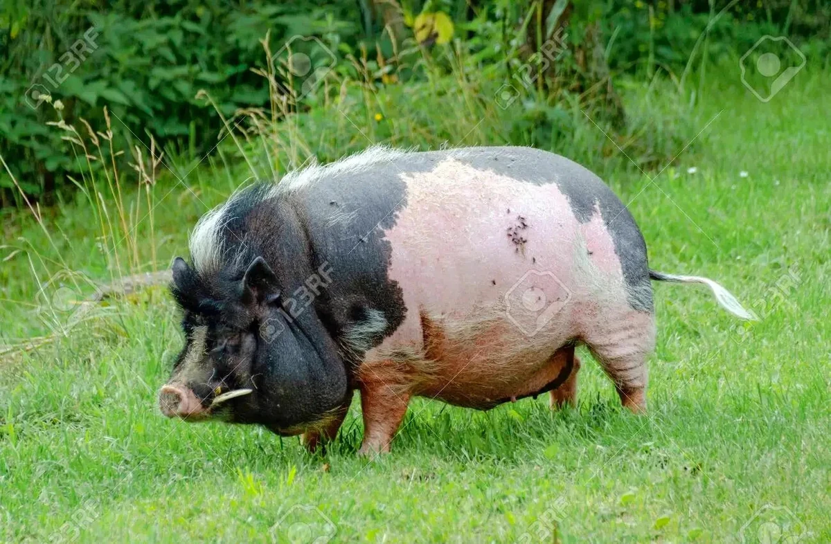 Hog | Odd Squad Animal Movie Wiki | Fandom