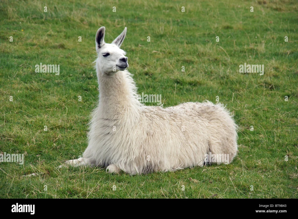 Llama | Odd Squad Animal Movie Wiki | Fandom