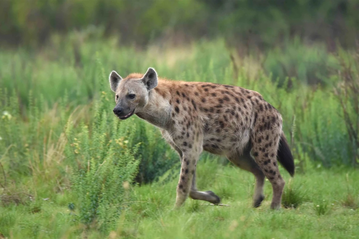 Hyena | Odd Squad Animal Movie Wiki | Fandom