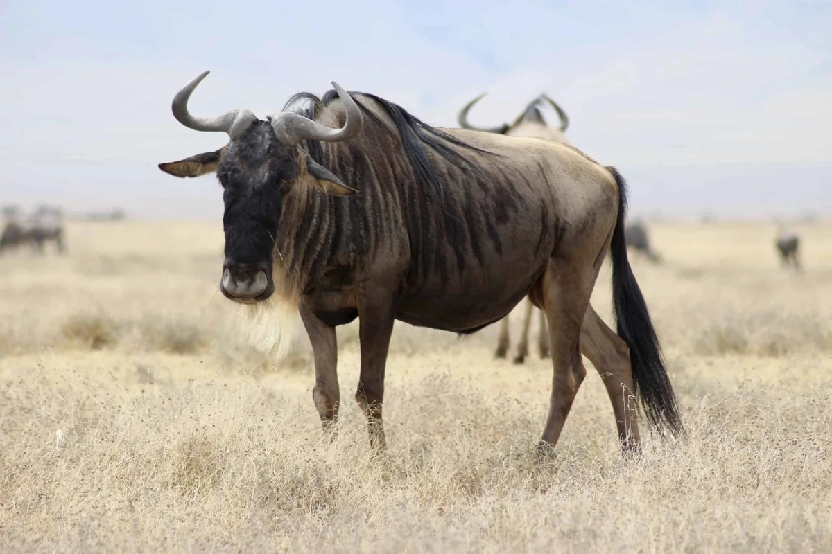 Wildebeest | Odd Squad Animal Movie Wiki | Fandom