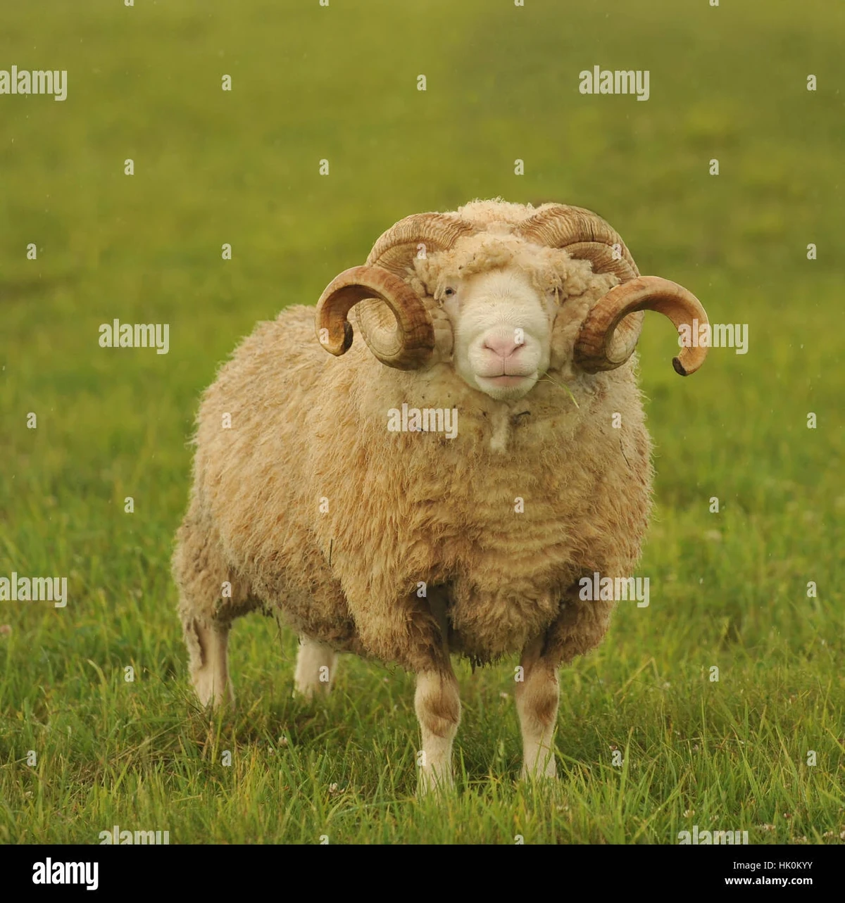Mixed breed sheep | Odd Squad Animal Movie Wiki | Fandom