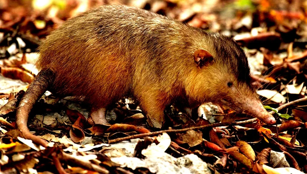 Solenodon | Odd Squad Animal Movie Wiki | Fandom