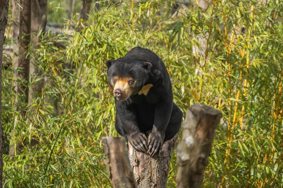 Sun bear | Odd Squad Animal Movie Wiki | Fandom