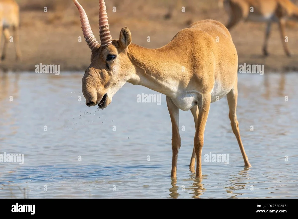 Saiga antelope | Odd Squad Animal Movie Wiki | Fandom