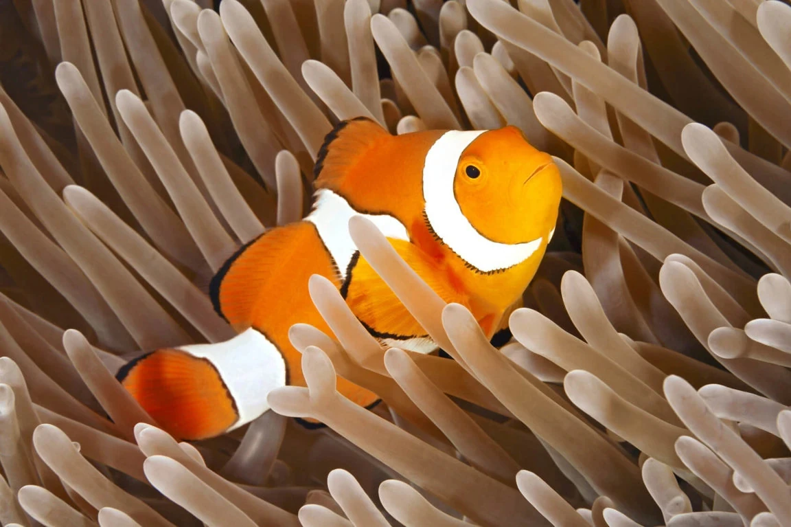 Clownfish | Odd Squad Animal Movie Wiki | Fandom
