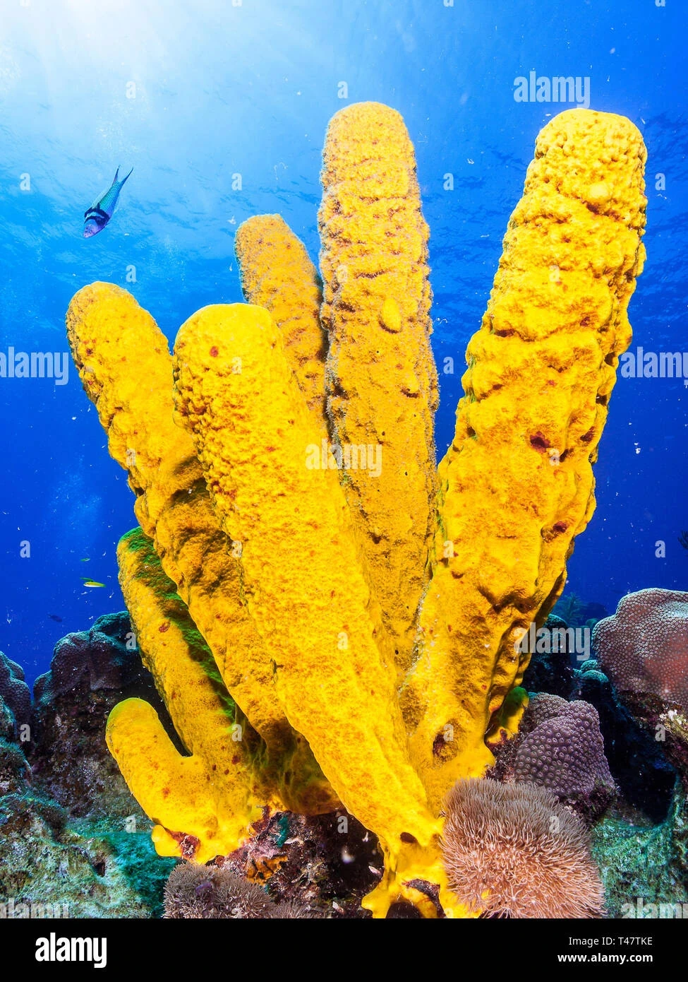 Sponge | Odd Squad Animal Movie Wiki | Fandom