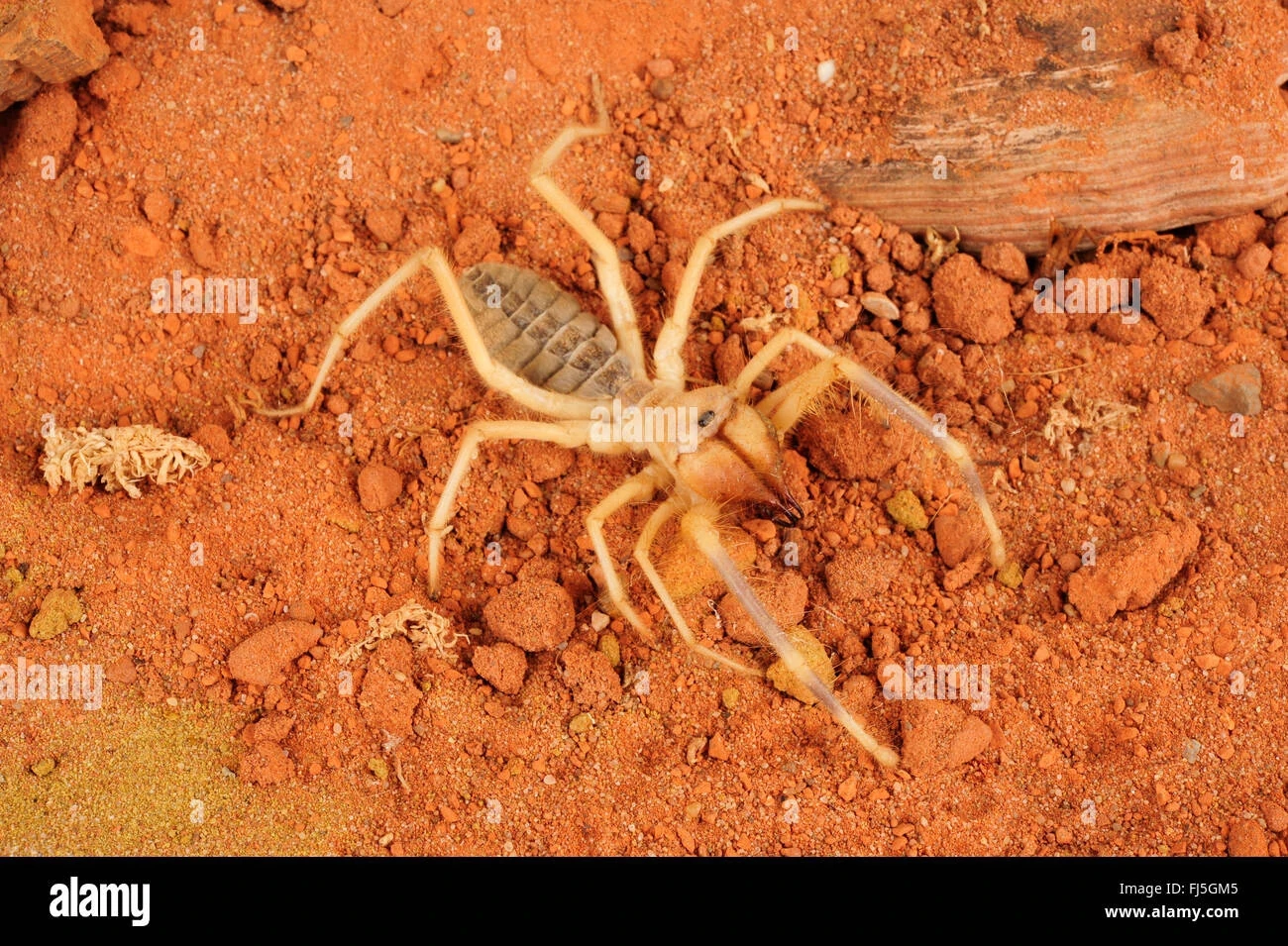 Camel Spider Movie