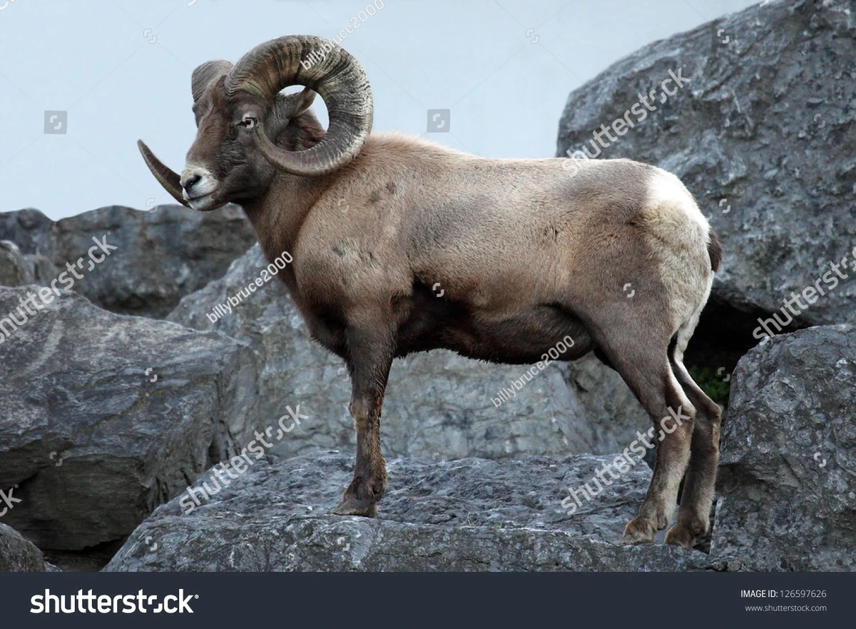 Ram | Odd Squad Animal Movie Wiki | Fandom