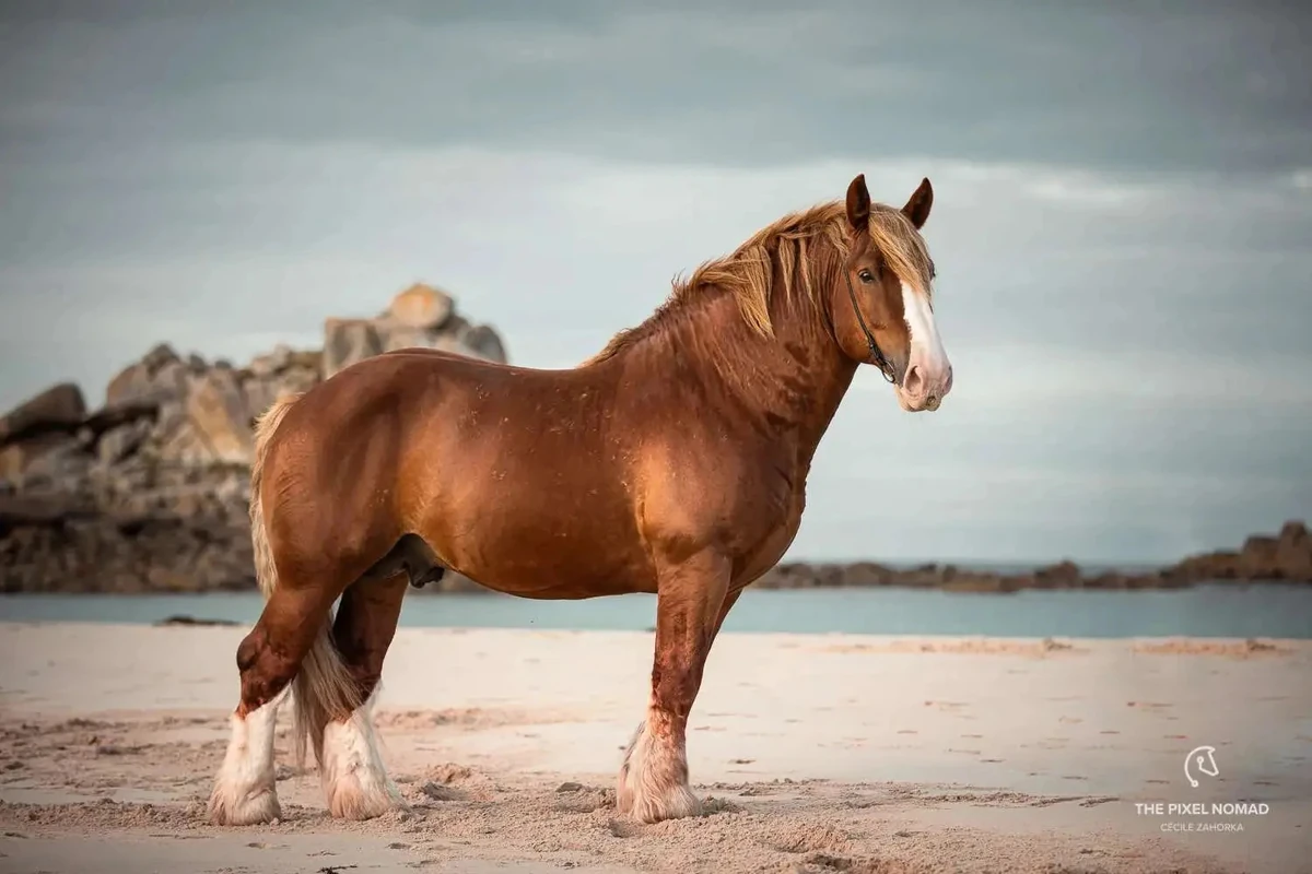 Breton horse | Odd Squad Animal Movie Wiki | Fandom