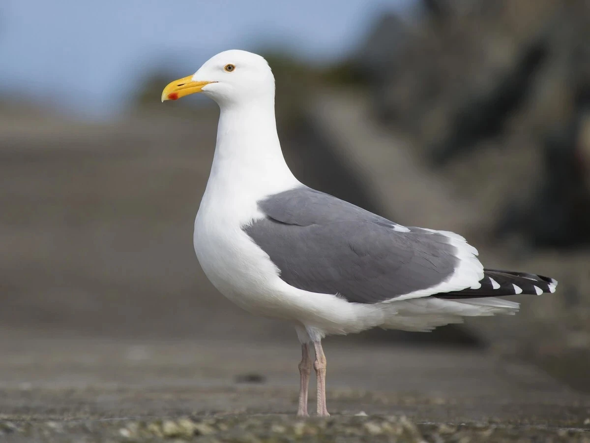 Seagull | Odd Squad Animal Movie Wiki | Fandom