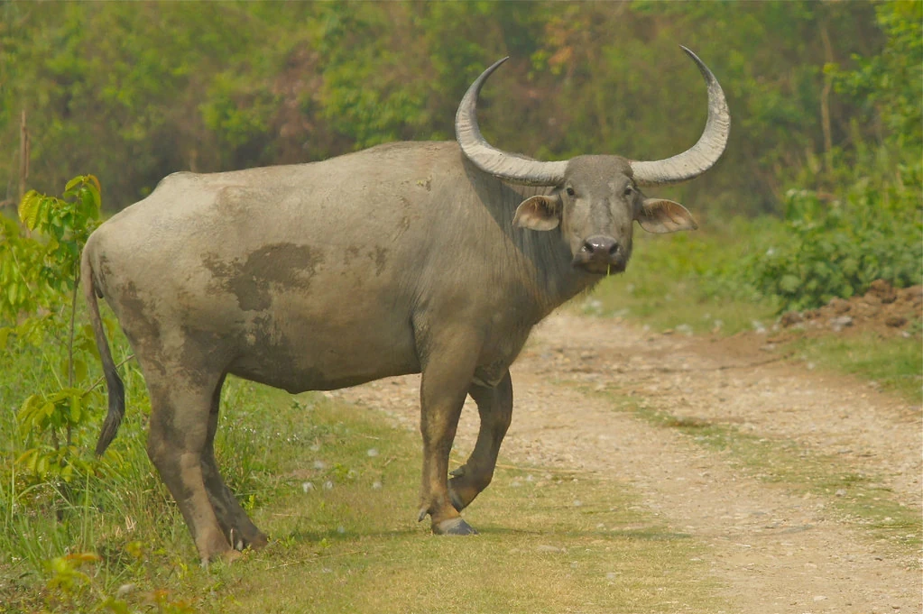 Wild water buffalo | Odd Squad Animal Movie Wiki | Fandom