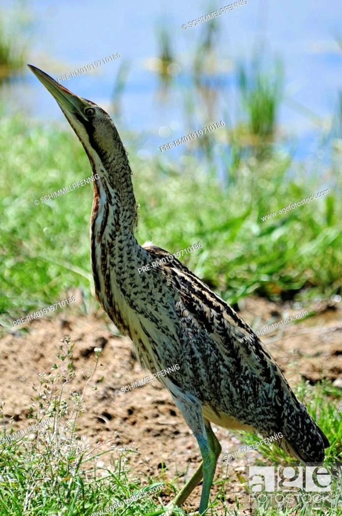 Bittern | Odd Squad Animal Movie Wiki | Fandom