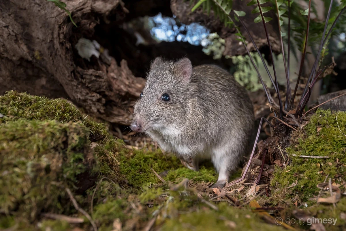 Potoroo | Odd Squad Animal Movie Wiki | Fandom