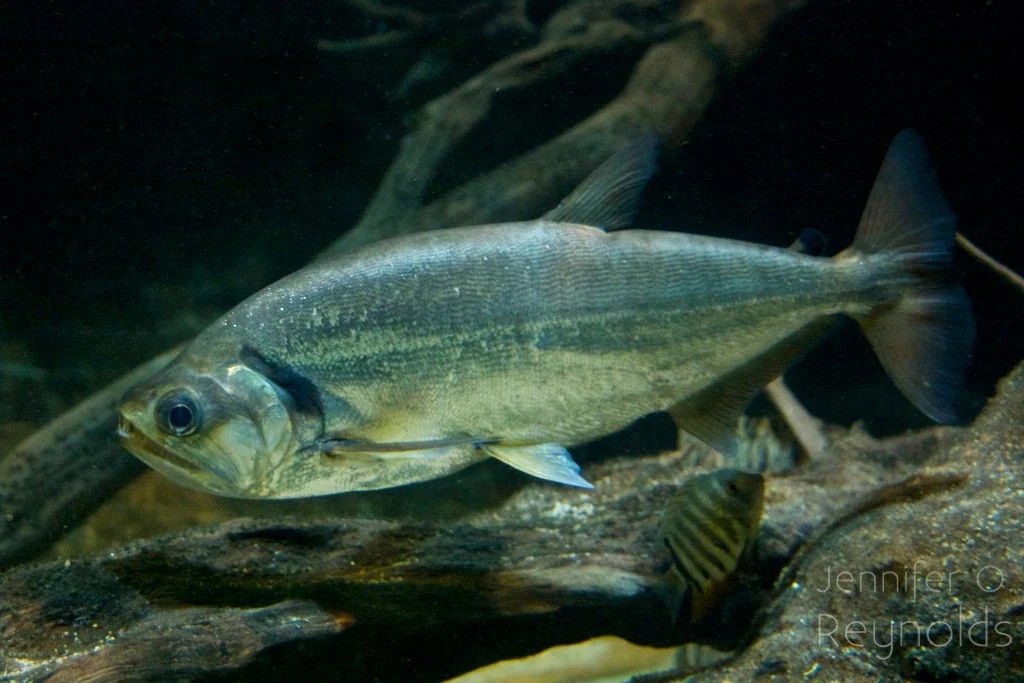 Payara | Odd Squad Animal Movie Wiki | Fandom