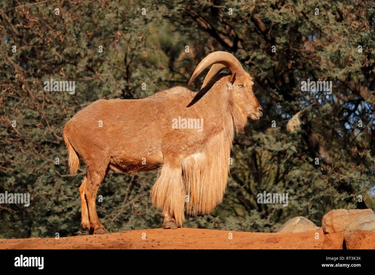 Barbary sheep | Odd Squad Animal Movie Wiki | Fandom