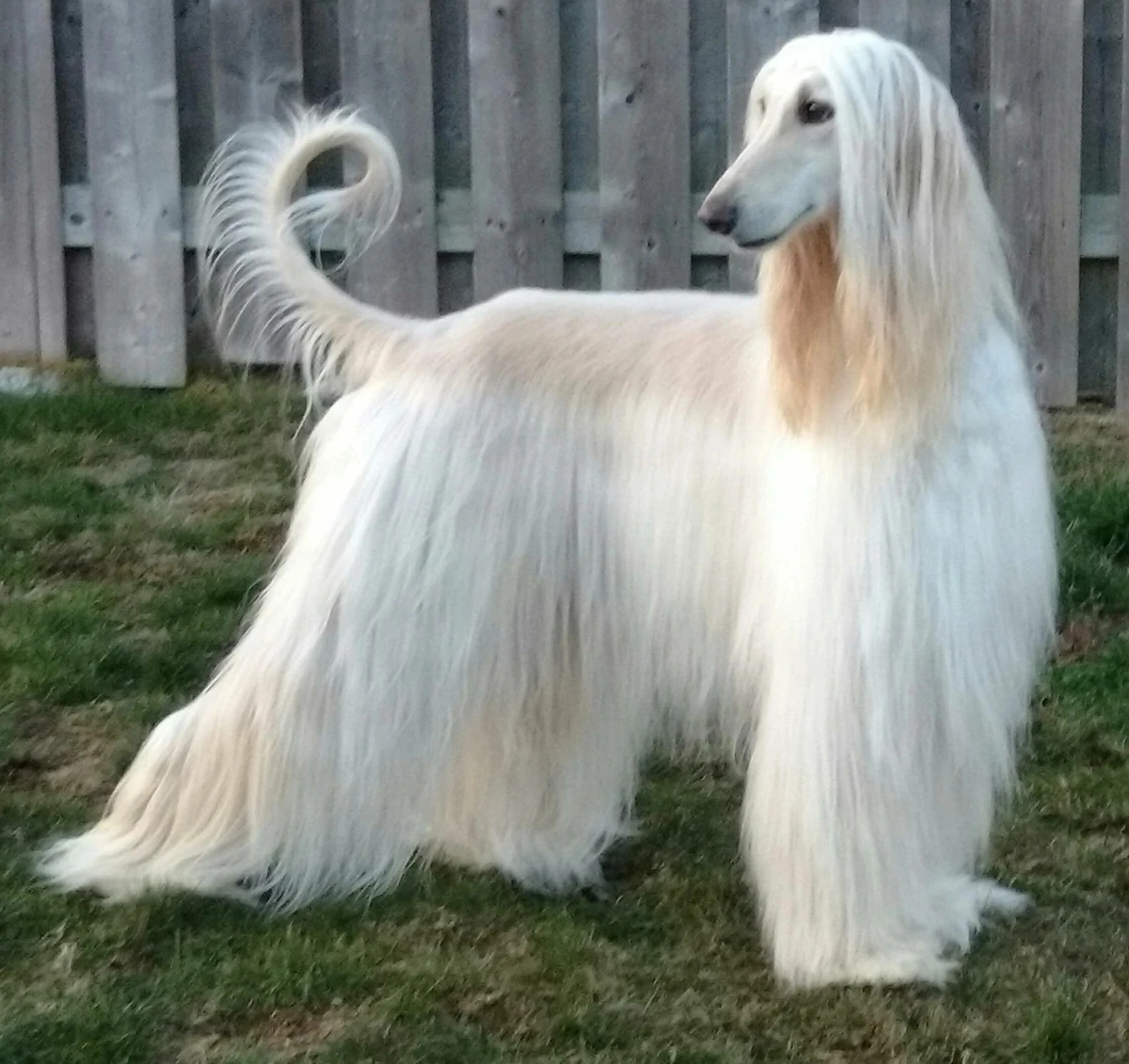 Afghan Hound | Odd Squad Animal Movie Wiki | Fandom