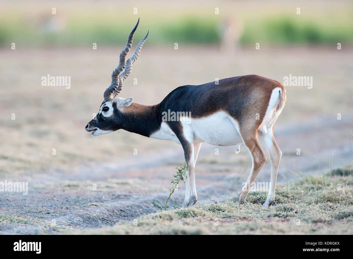 Blackbuck | Odd Squad Animal Movie Wiki | Fandom