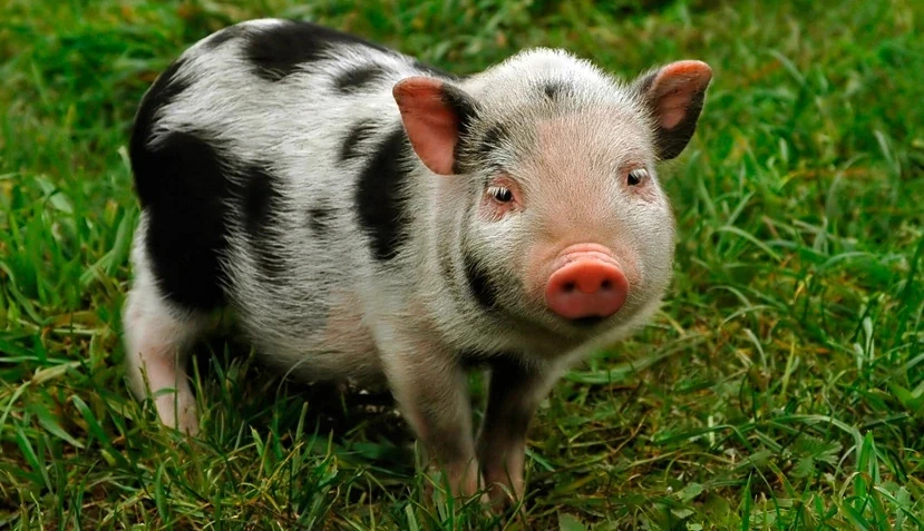 Teacup pig | Odd Squad Animal Movie Wiki | Fandom