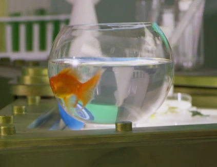 Odd Squad Goldfish | Odd Squad Wiki | Fandom