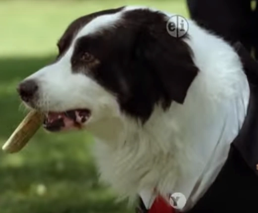 Agent Otis (Dog) | Odd Squad Wiki | Fandom