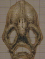 Mudokon | Oddworld Wiki | Fandom