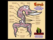 Scrab | Oddworld Wiki | Fandom