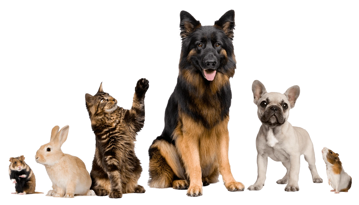 Category:Pets | Taripedia | Fandom