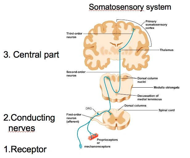 TP3MO1 Sensoriska system föreläsning, anteckningar | Odontologi GU ...