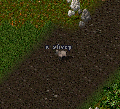 Sheep 綿羊 | UO Odyssey 维基 | Fandom