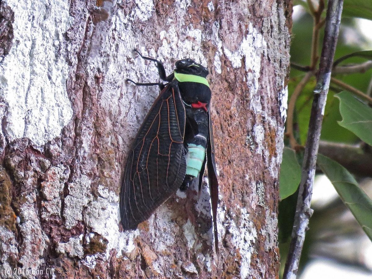 Bisan | Offbeat Folklore Wiki | Fandom